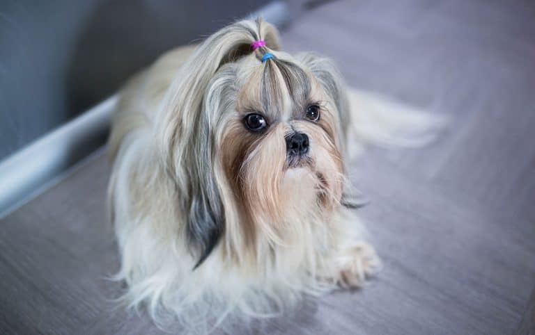 Introducing the Shih Tzu: A Lively Little Lion Dog - K9 Web