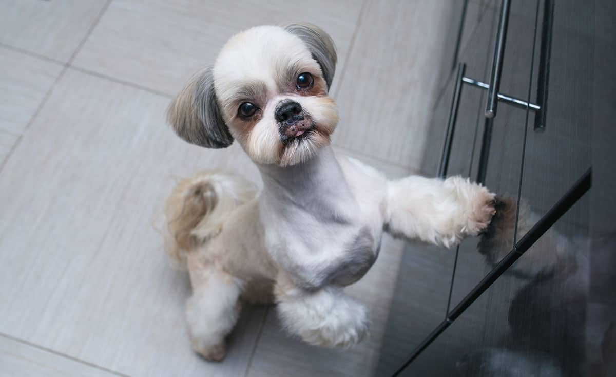 Introducing the Shih Tzu: A Lively Little Lion Dog - K9 Web