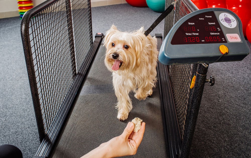 7 Dog Training Methods to Consider for Your Dog - K9 Web