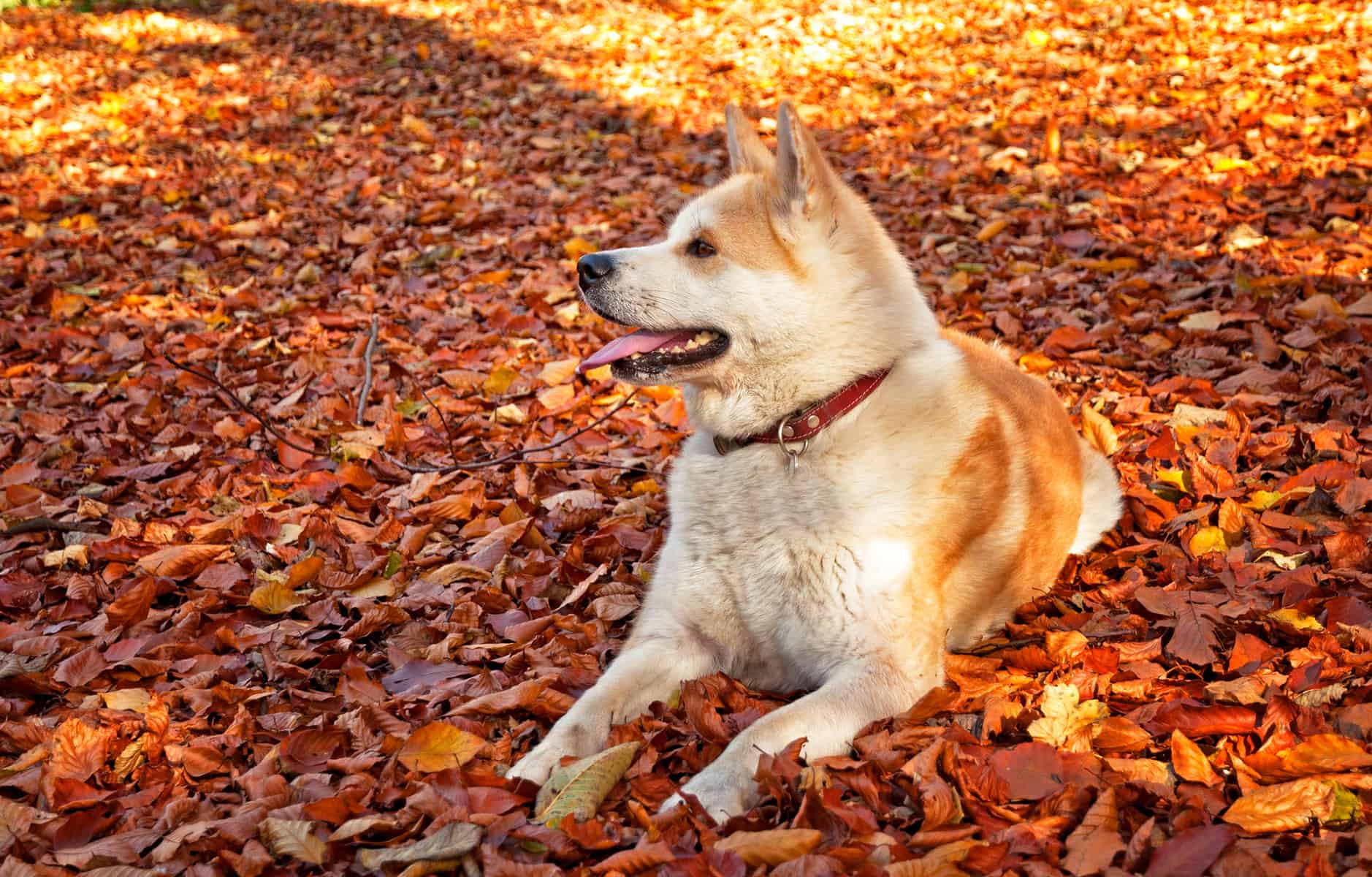 Akita: The Giant Herding Dog from Japan - K9 Web