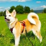Akita: The Giant Herding Dog from Japan - K9 Web