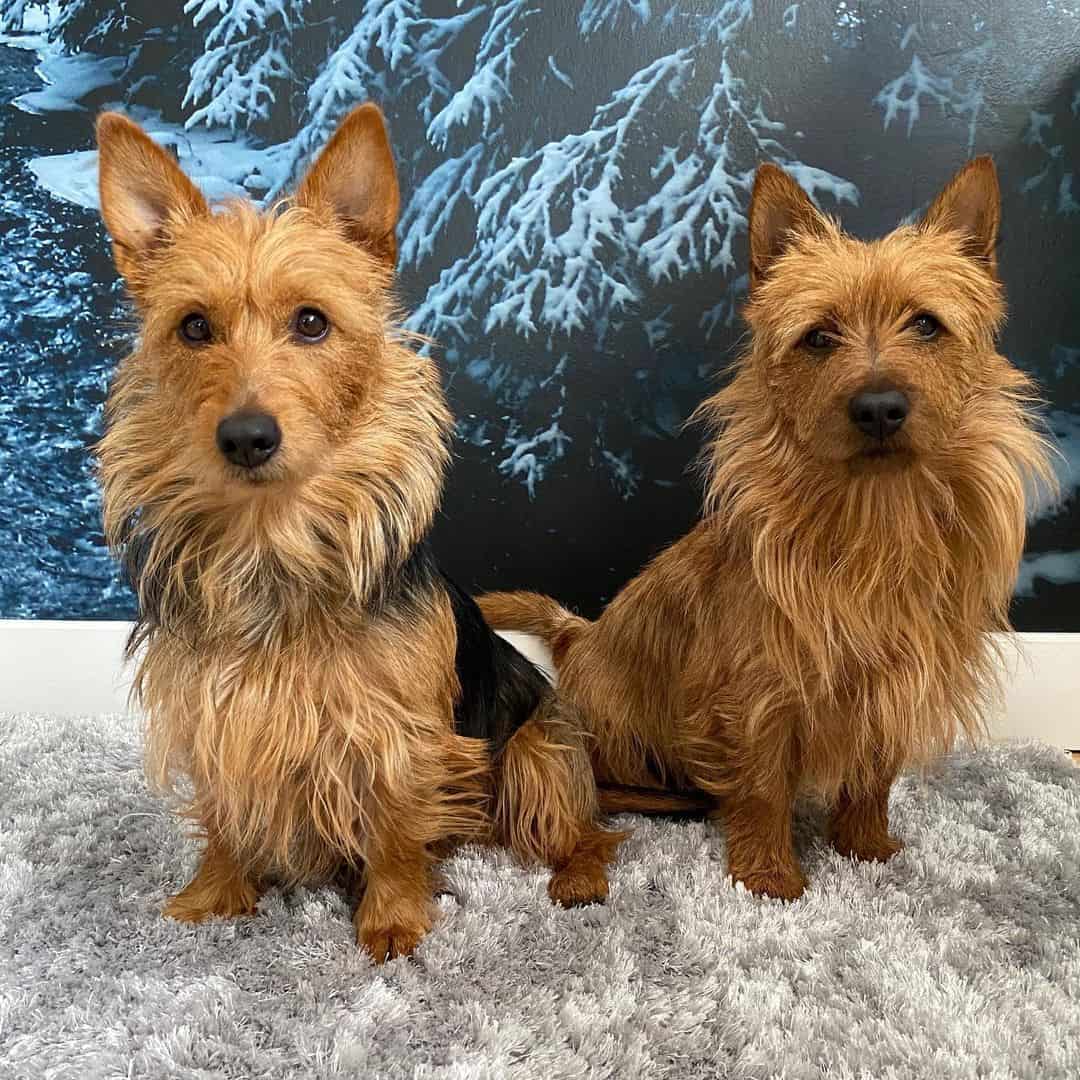 Dog Breed 101: The small yet brave Australian Terrier - K9 Web