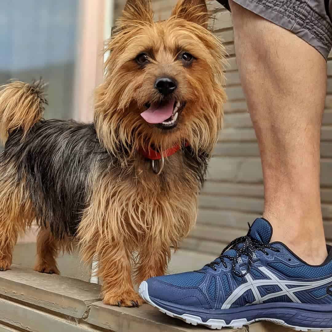 Dog Breed 101: The small yet brave Australian Terrier - K9 Web