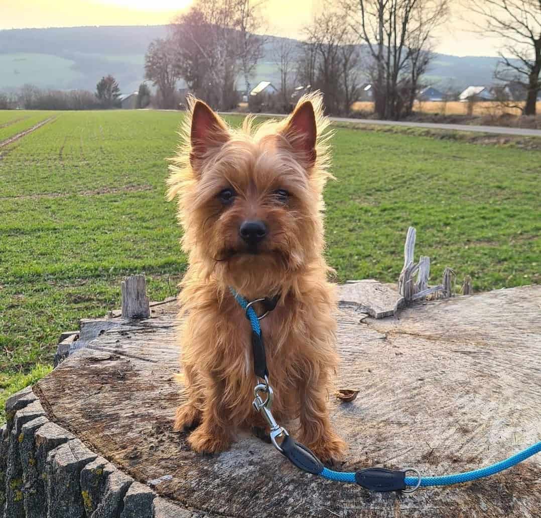 Dog Breed 101: The small yet brave Australian Terrier - K9 Web