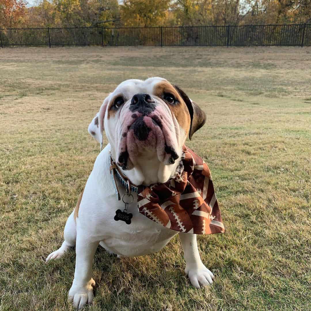 The Beagle: An Energetic Dog and a Great Escape Artist - K9 Web