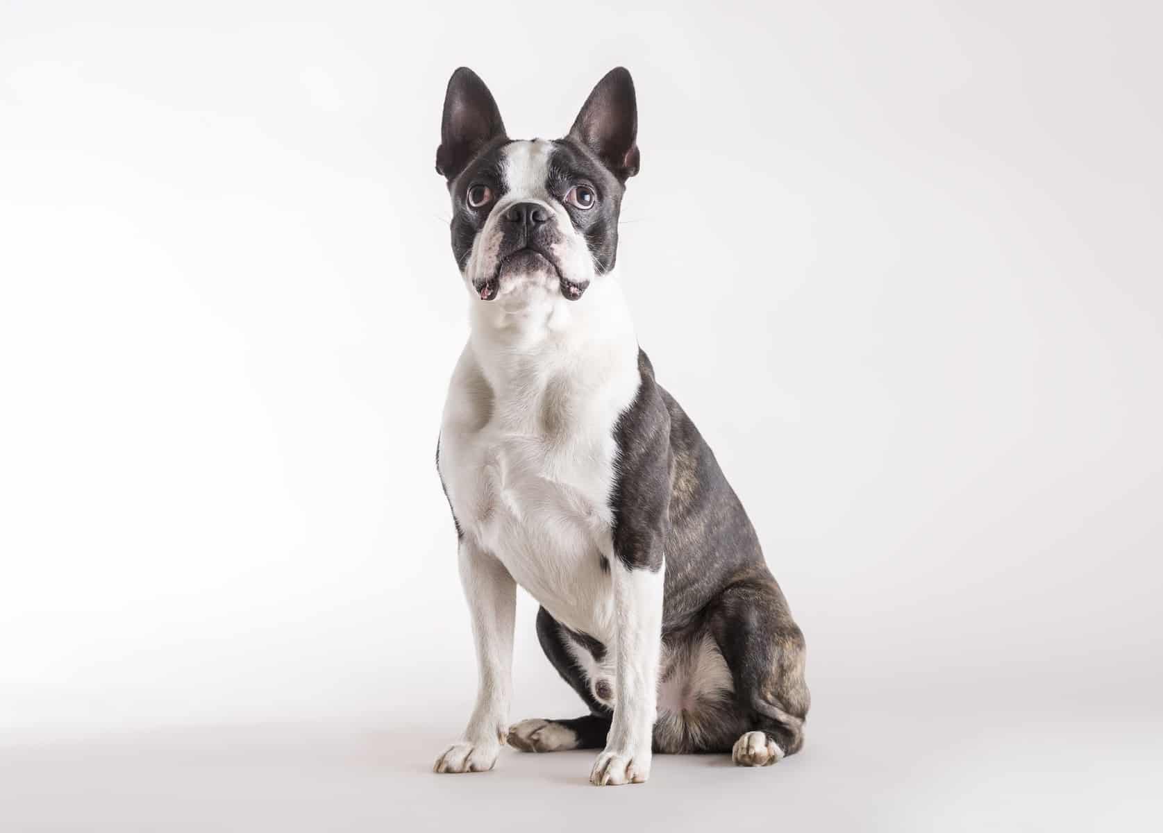 Is the all-American Boston Terrier a good dog for you? - K9 Web