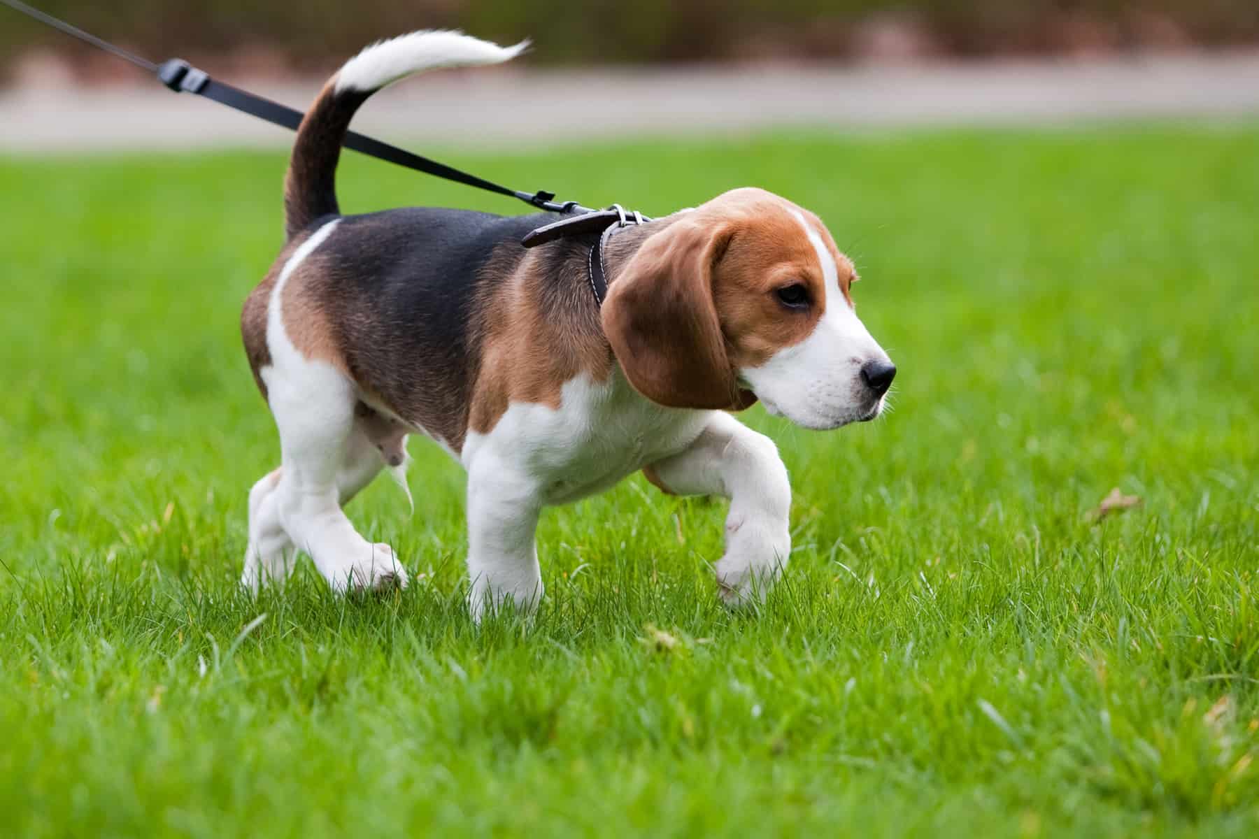 The Beagle: An Energetic Dog and a Great Escape Artist - K9 Web