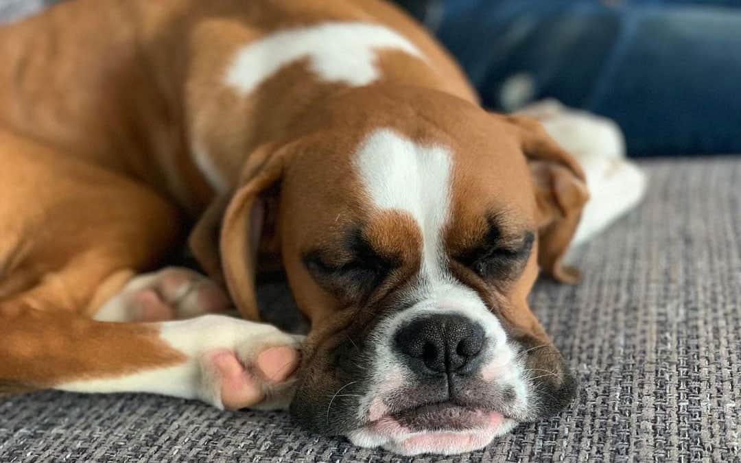 The Boxer: Your Ultimate Guide to this High-Spirited Canine - K9 Web