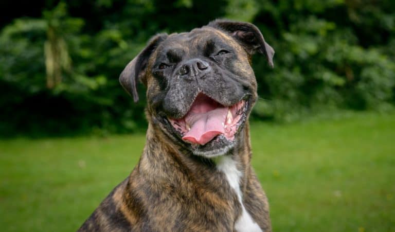 21 Awesome Brindle Dog Breeds to Bring Home - K9 Web