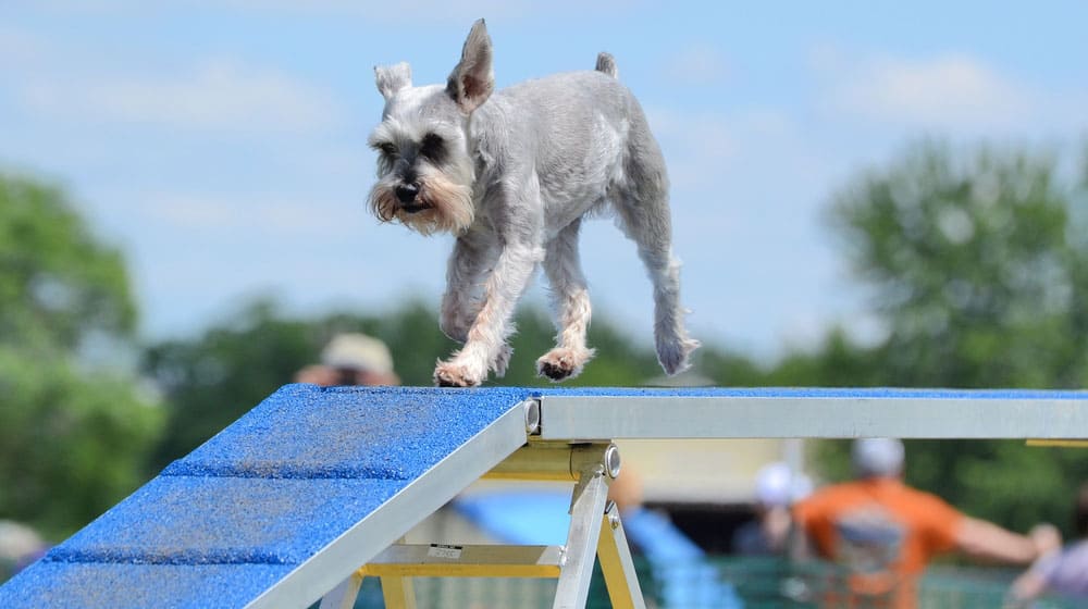 The A to Z of Dog Agility Training - Top Tips on How to Get Started ...