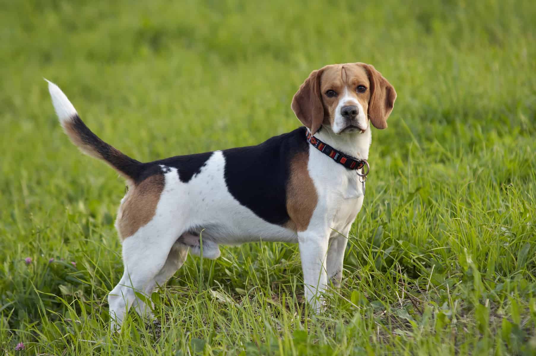 The Beagle: An Energetic Dog and a Great Escape Artist - K9 Web