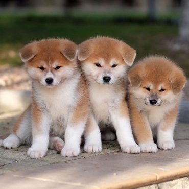 Akita: The Giant Herding Dog from Japan - K9 Web