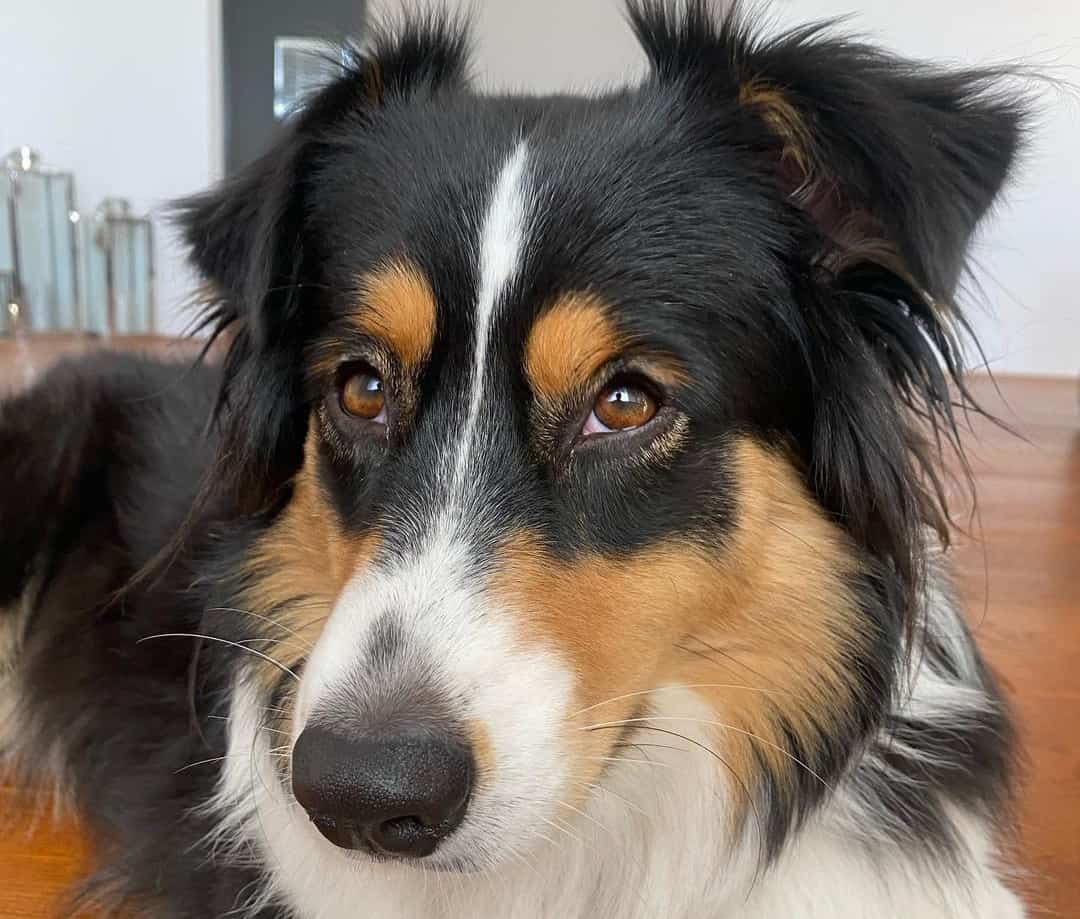 The Border Collie: A Closer Look at this Intelligent Dog Breed - K9 Web