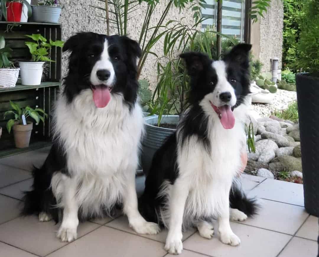 The Border Collie: A Closer Look at this Intelligent Dog Breed - K9 Web