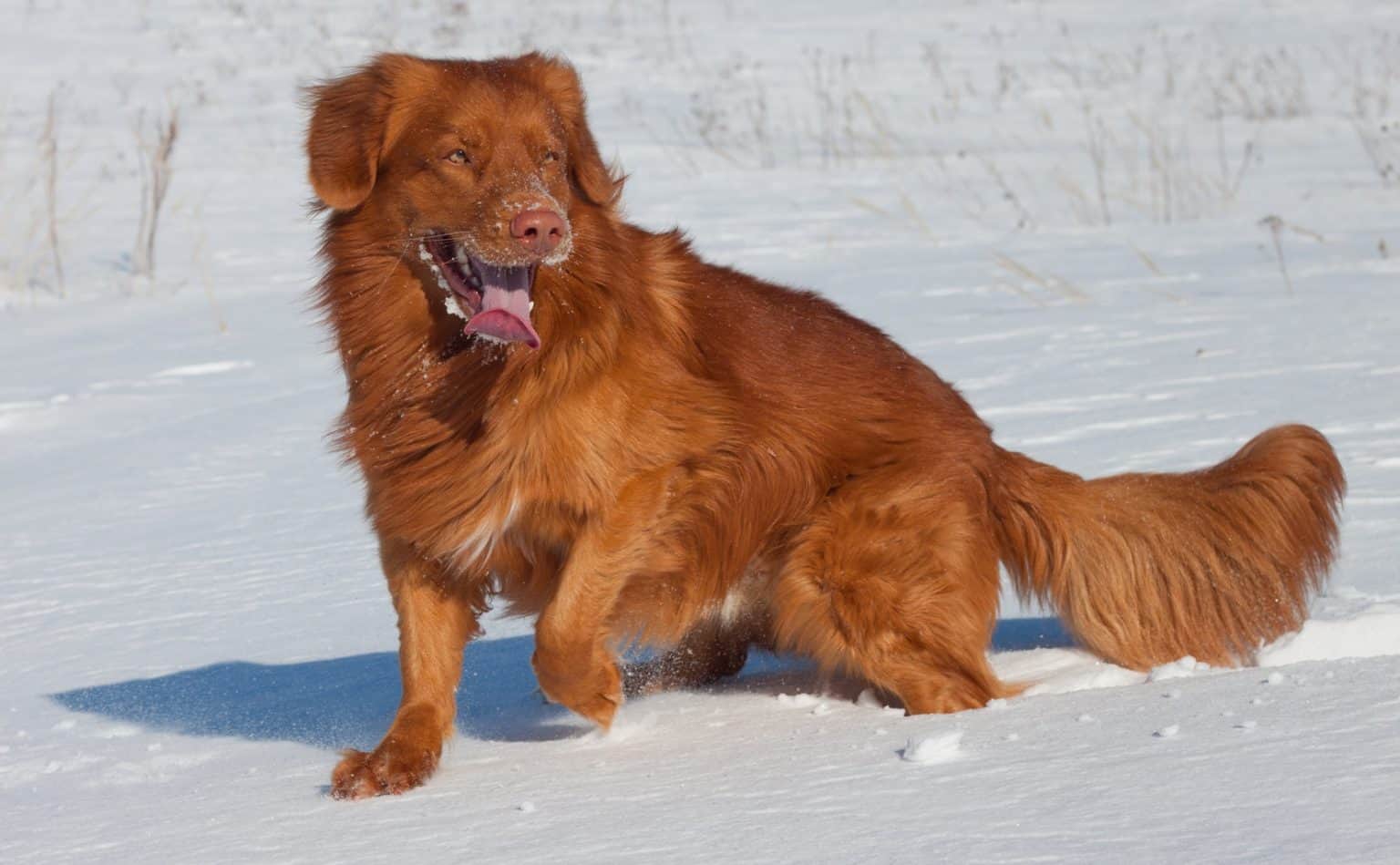 The Nova Scotia Duck Tolling Retriever: This Little Retriever Makes a ...