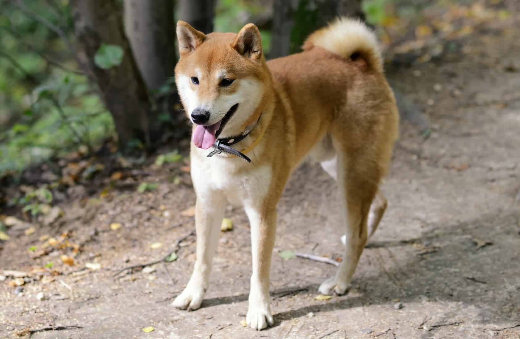 Why is the Shiba Inu the Most Popular Dog in Japan? - K9 Web