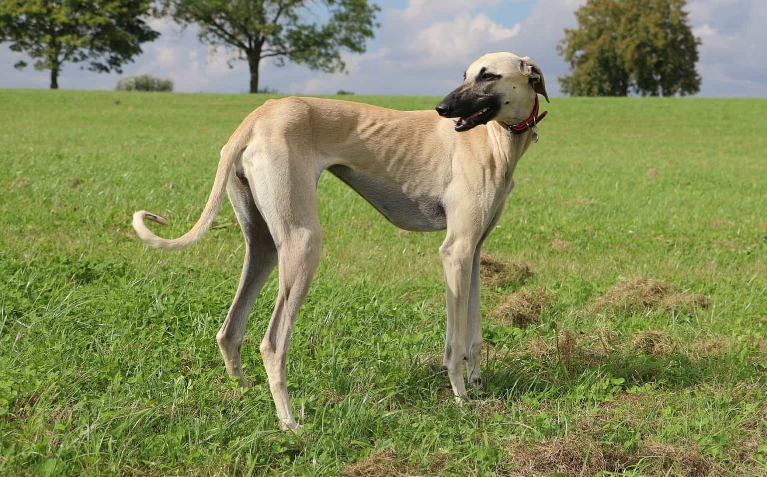 The Sloughi: Do speed & elegance make for a good pet? - K9 Web