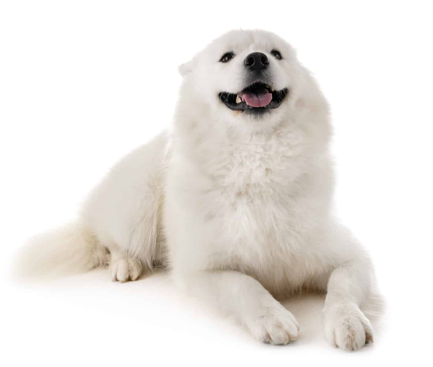 Samoyed Dog Breed: A Guide to These Friendly Companions - K9 Web
