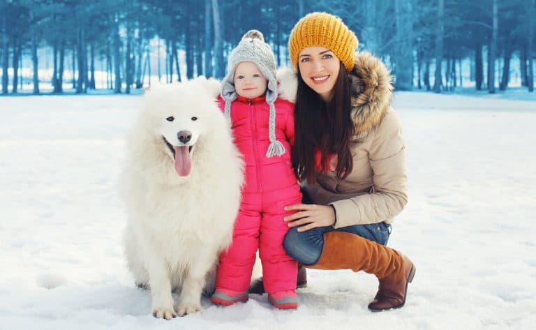 Samoyed Dog Breed: A Guide to These Friendly Companions - K9 Web