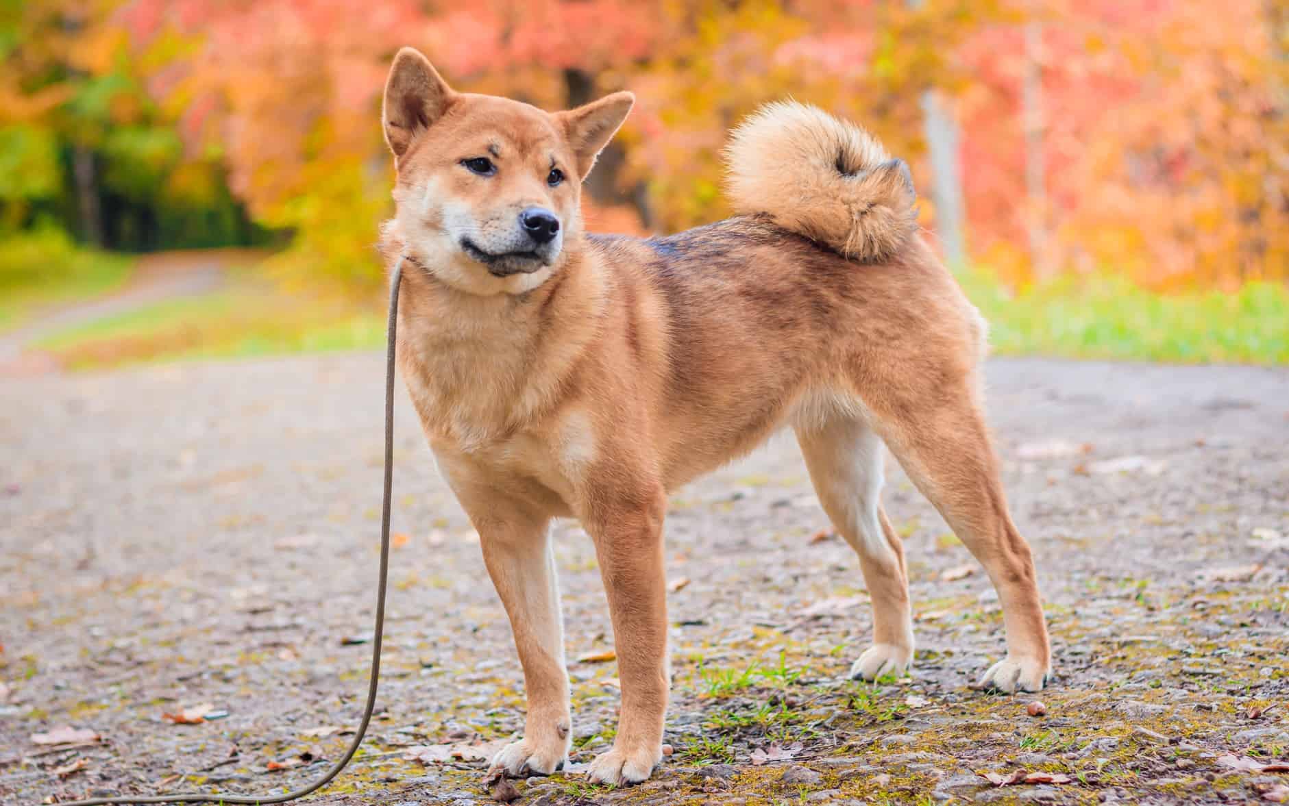 Why is the Shiba Inu the Most Popular Dog in Japan? - K9 Web
