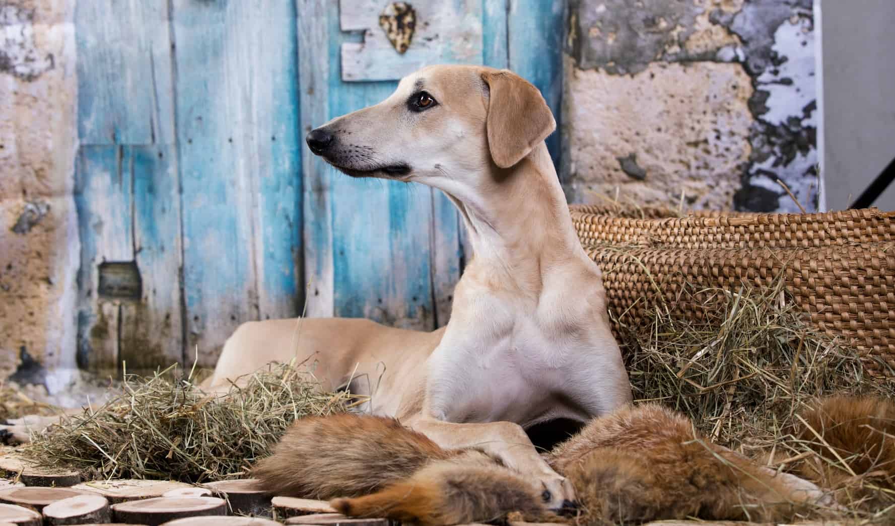 The Sloughi: Do speed & elegance make for a good pet? - K9 Web