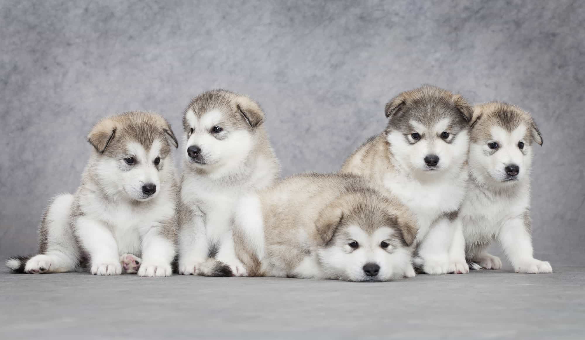 300+ of the Best Alaskan Dog Names You Should Consider - K9 Web