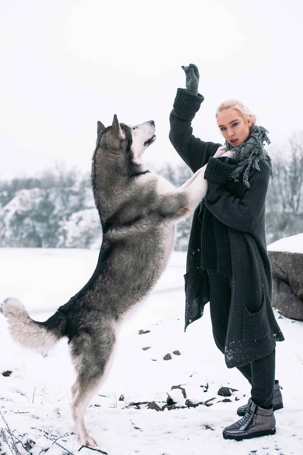 Every owner's ultimate guide to the Alaskan Malamute breed - K9 Web