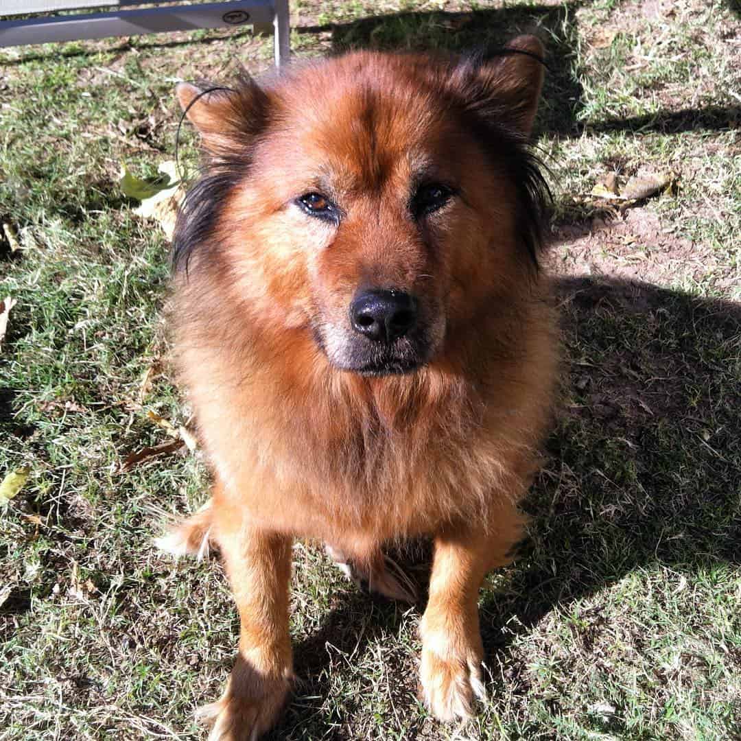 Is the Lion-Like Chow Chow as Aggressive as He Looks? - K9 Web