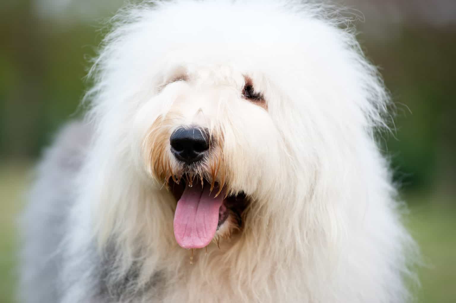 Old English Sheepdog: Can a lovable shaggy dog be aggressive? - K9 Web