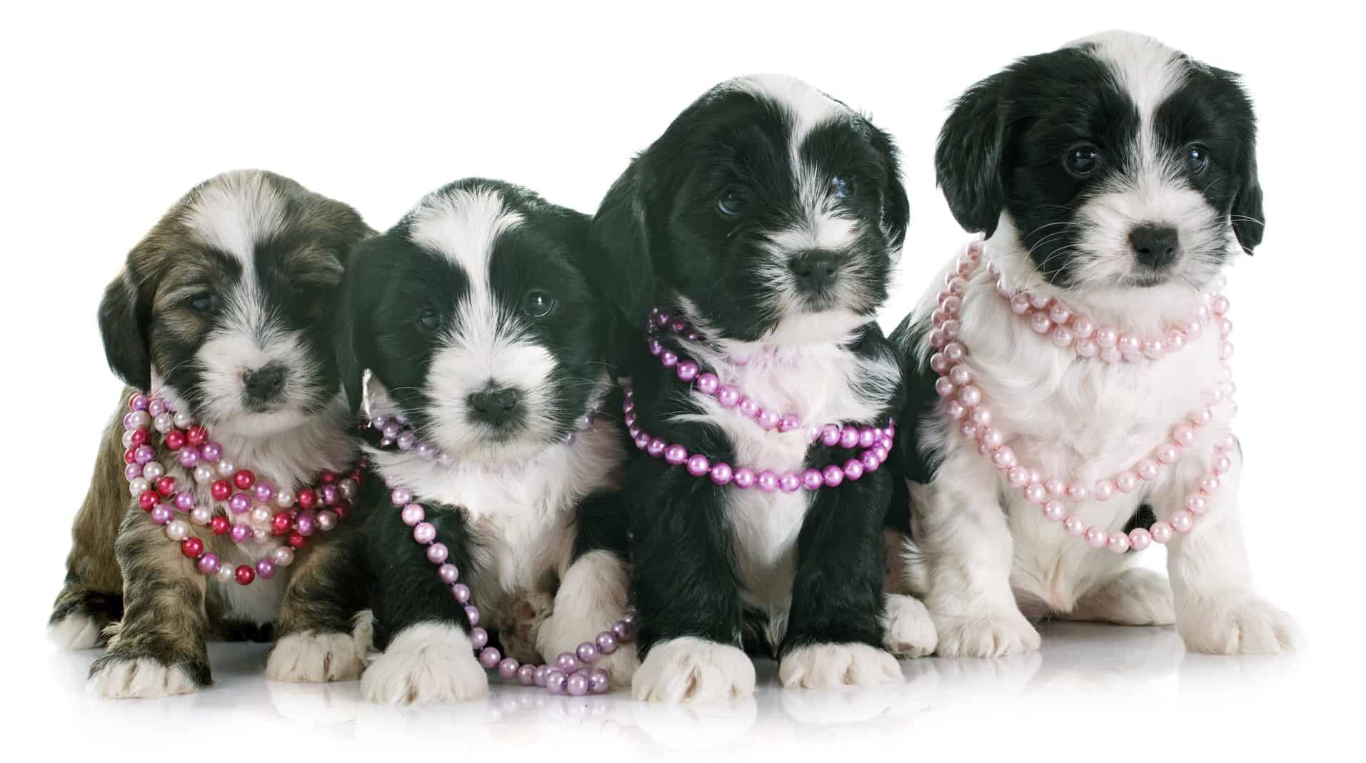 The Luck Bringers of Tibet: Is the Tibetan Terrier right for you? - K9 Web