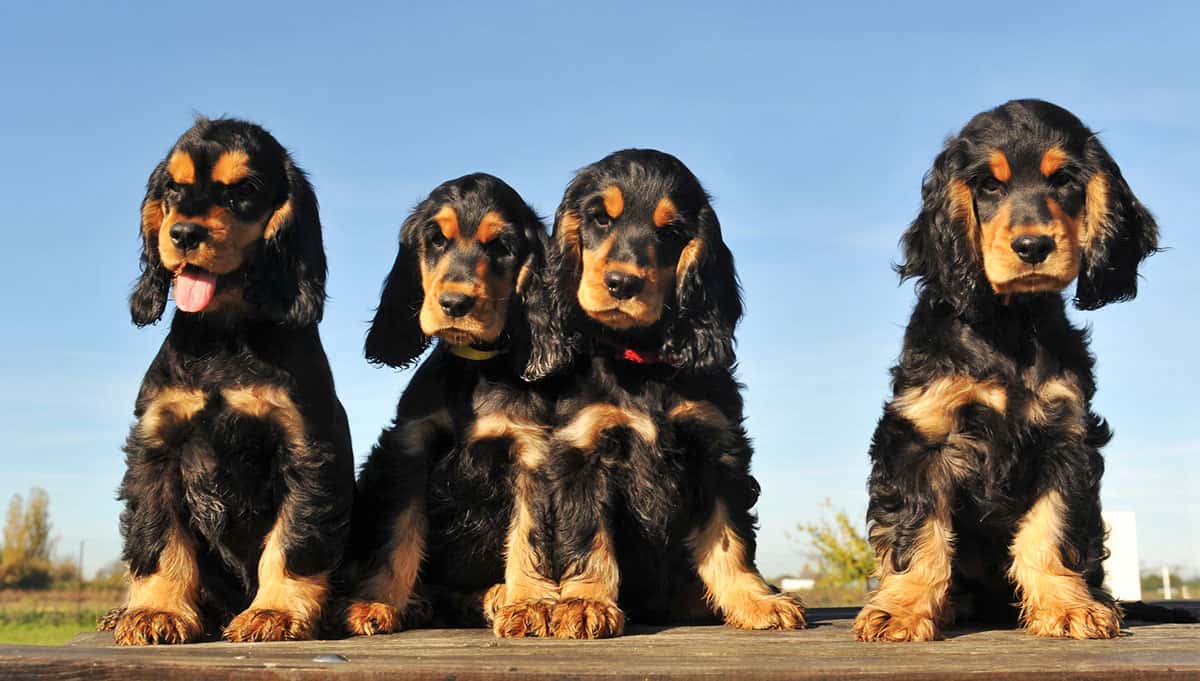 Is the English Cocker Spaniel a Good Companion? - K9 Web