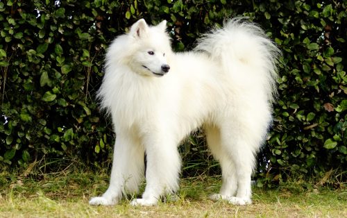 Samoyed Dog Breed: A Guide to These Friendly Companions - K9 Web
