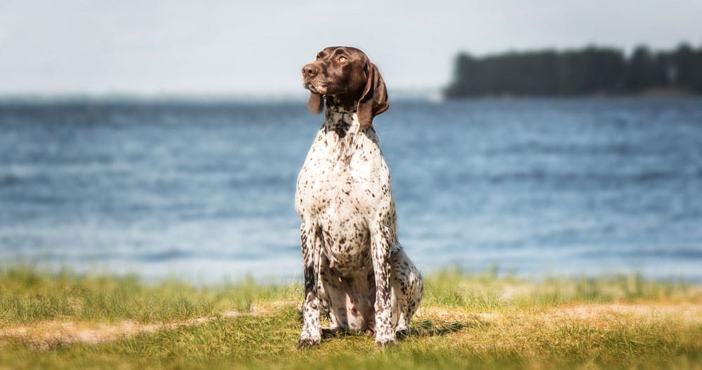 The Vizsla Dog: An Active & Loyal Pup - K9 Web