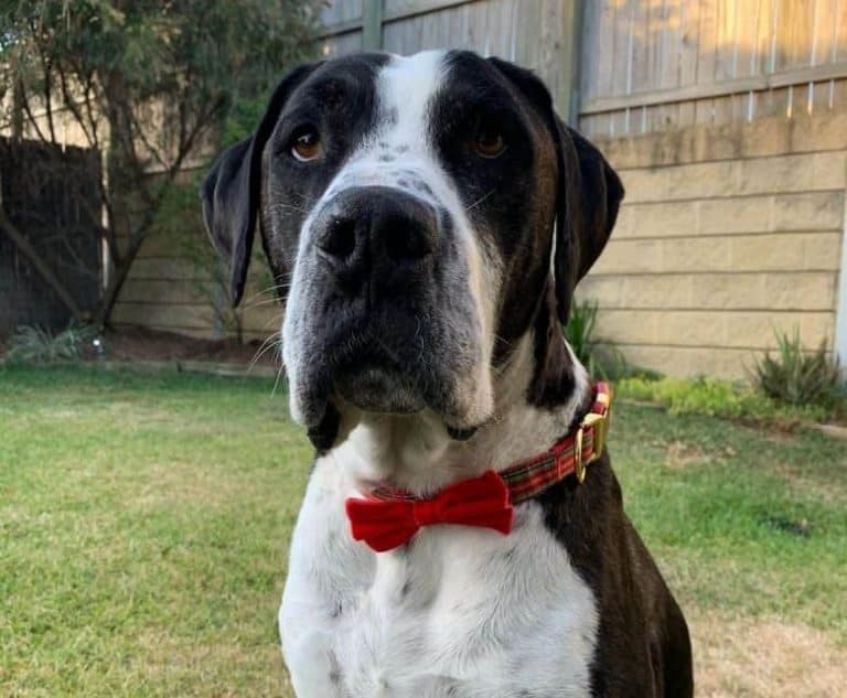 A Complete Guide to the Huge, Loyal Bullmastiff - K9 Web