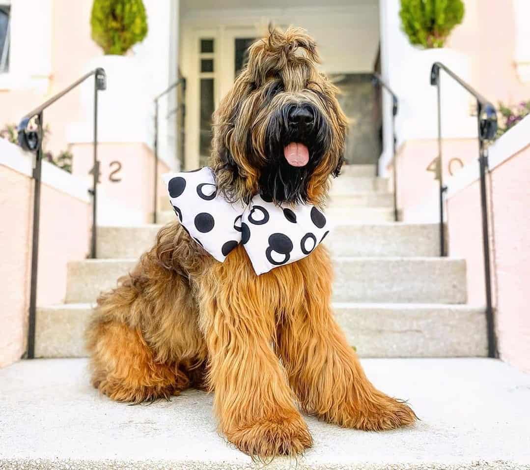 Is the Powerful and Protective Briard Suitable for You? - K9 Web