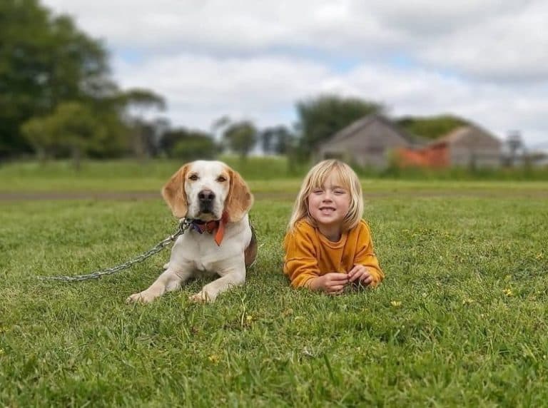 Harrier Dog: All you need to know about this working pack hound - K9 Web