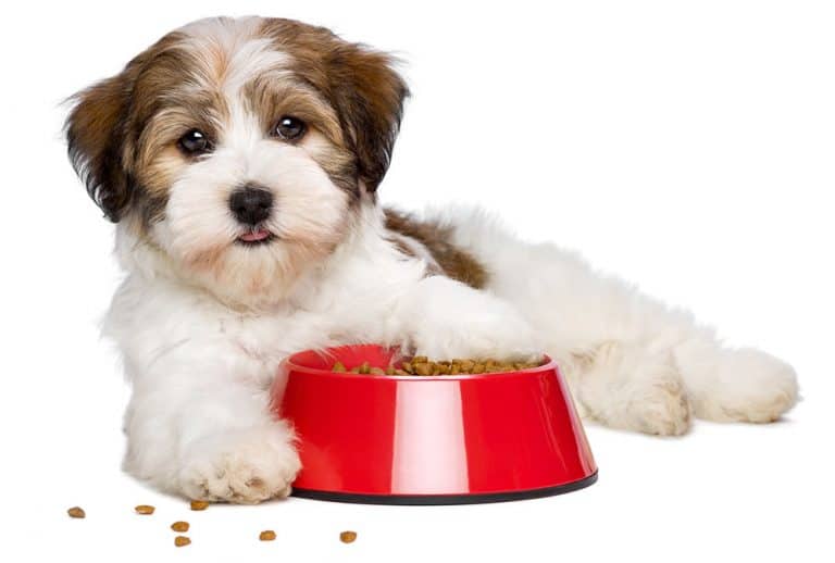 Havanese dogs: The good & the bad about this dog breed - K9 Web
