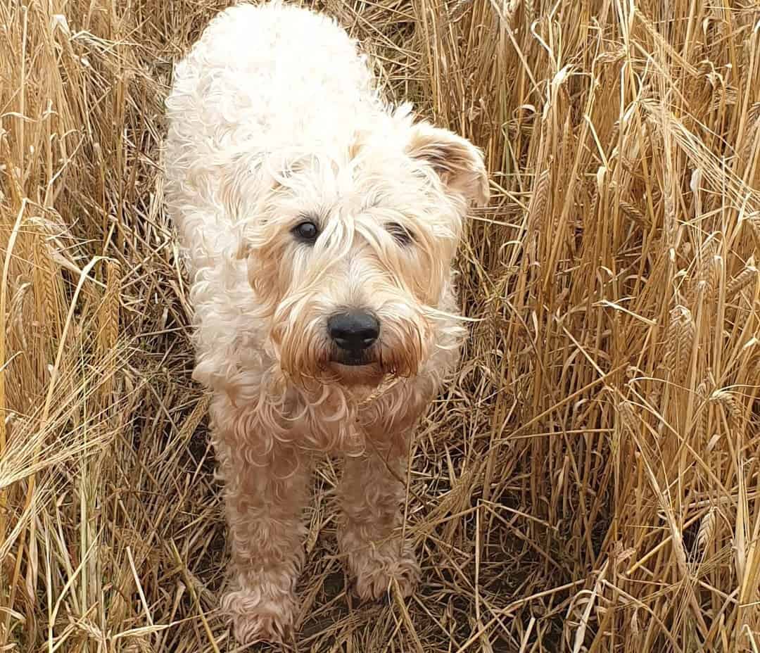 Soft-Coated Wheaten Terrier - A Closer Look at the “Poor Man's Dog ...