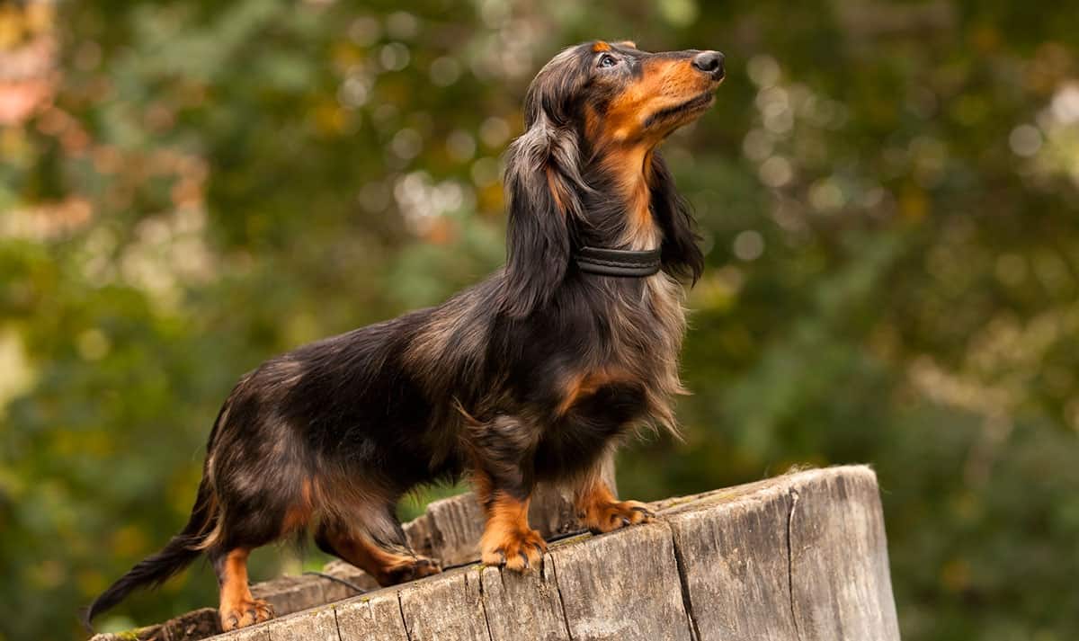 Standard Dachshund Dog Breed: Pictures, Colors, Bark, Characteristics ...