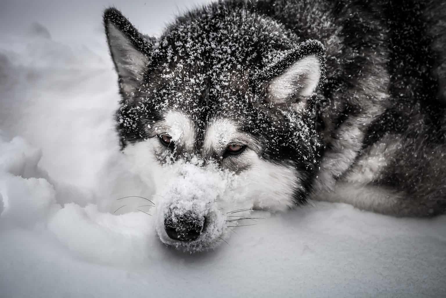 Every owner's ultimate guide to the Alaskan Malamute breed - K9 Web