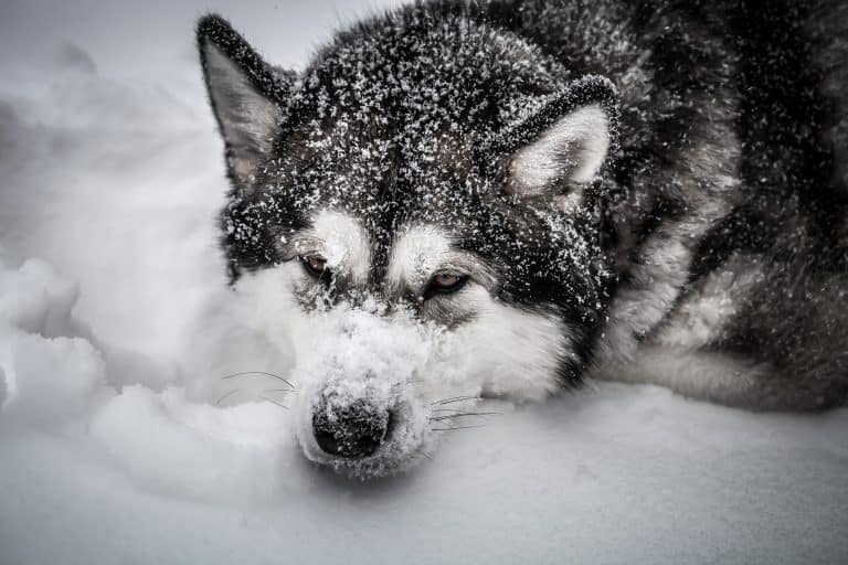 Every owner's ultimate guide to the Alaskan Malamute breed - K9 Web