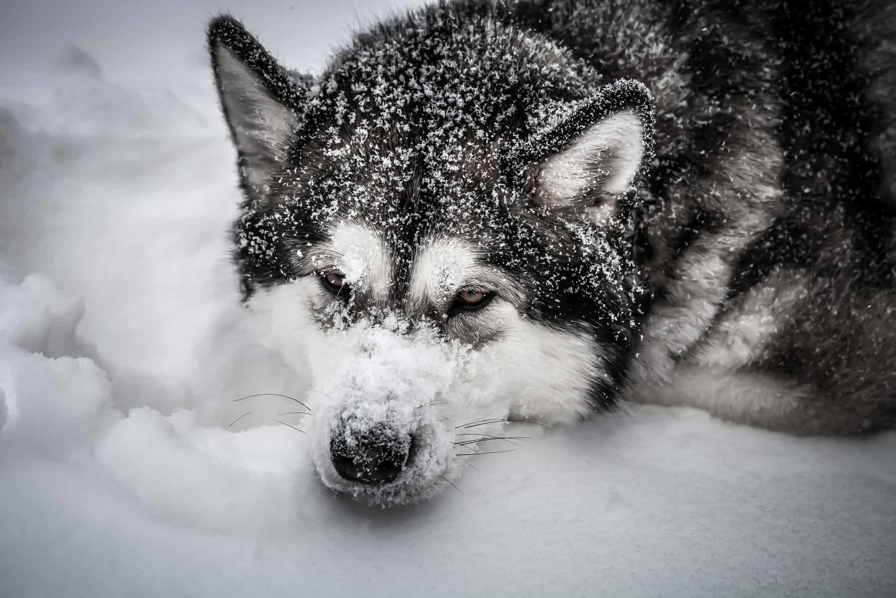 Every owner's ultimate guide to the Alaskan Malamute breed - K9 Web