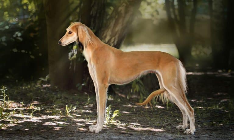 Saluki Dog Breed Info: Meet The Royal Dog of Egypt - K9 Web