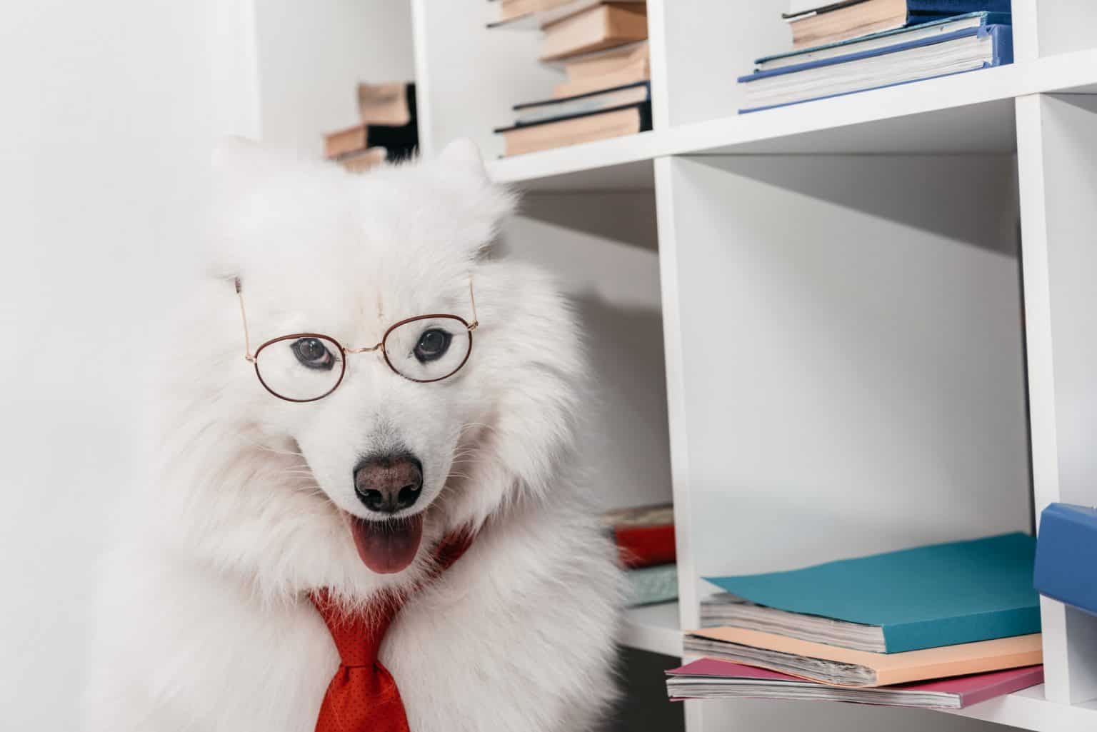 Samoyed Dog Breed: A Guide to These Friendly Companions - K9 Web
