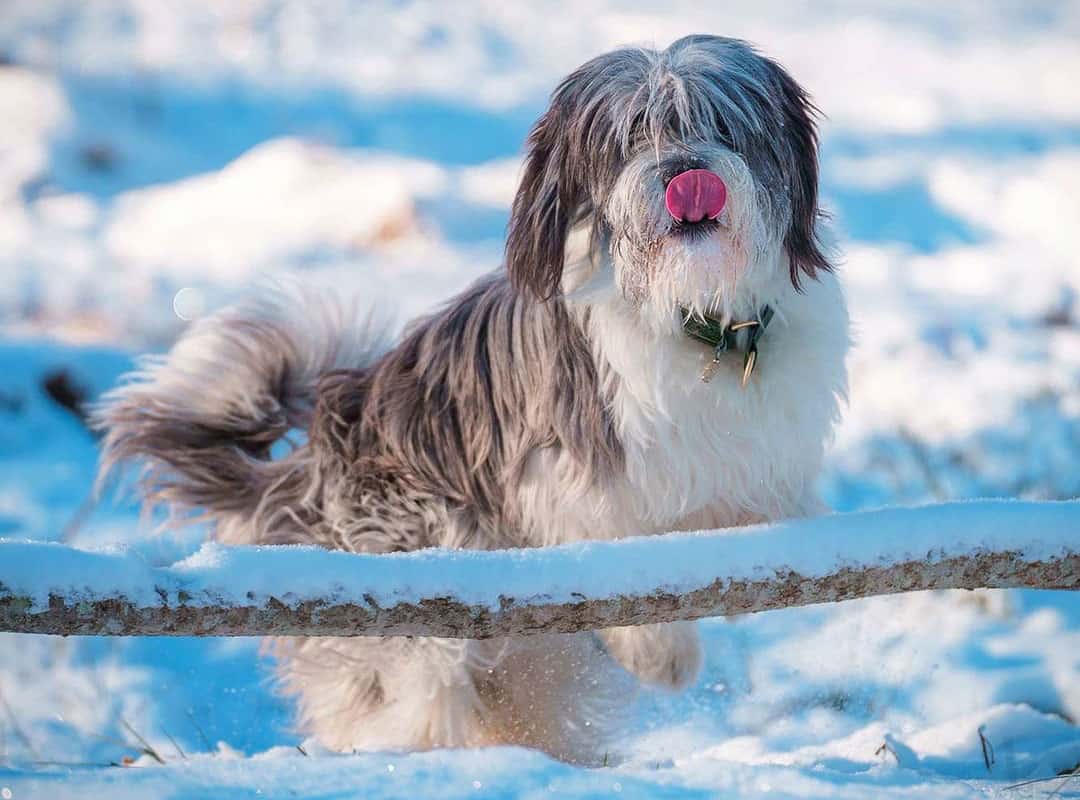 Polish Lowland Sheepdog: Fall in love with the Polish Owczarek Nizinny ...