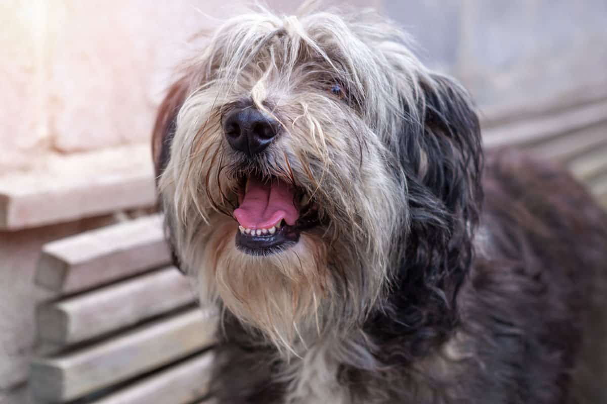 Polish Lowland Sheepdog: Fall in love with the Polish Owczarek Nizinny ...