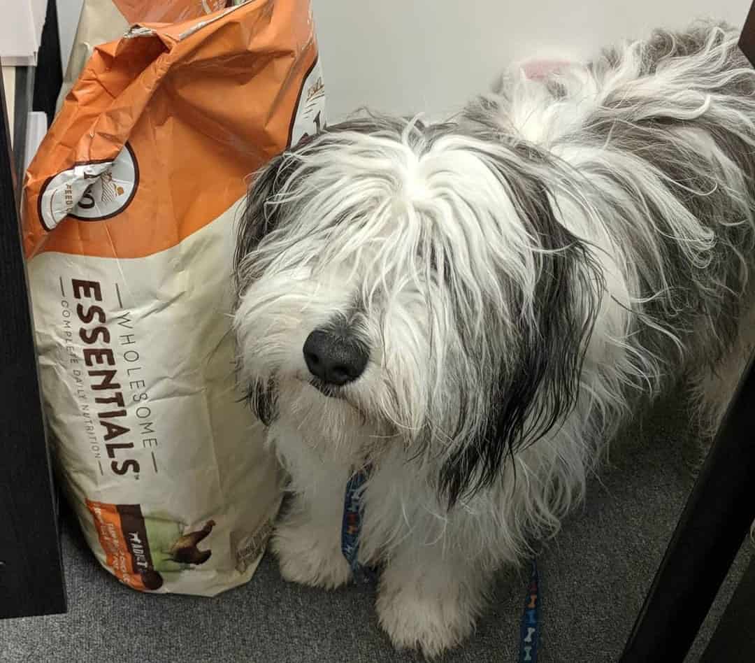 Polish Lowland Sheepdog: Fall in love with the Polish Owczarek Nizinny ...