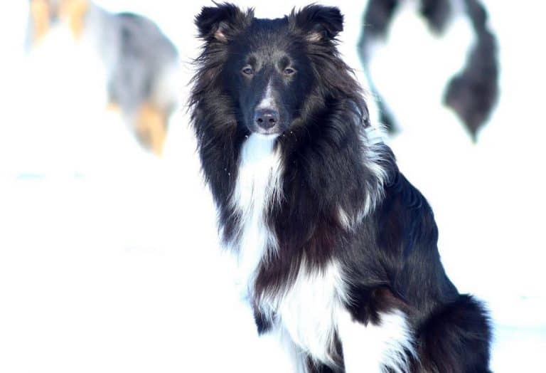 The Shetland Sheepdog: What to know about the Sheltie - K9 Web