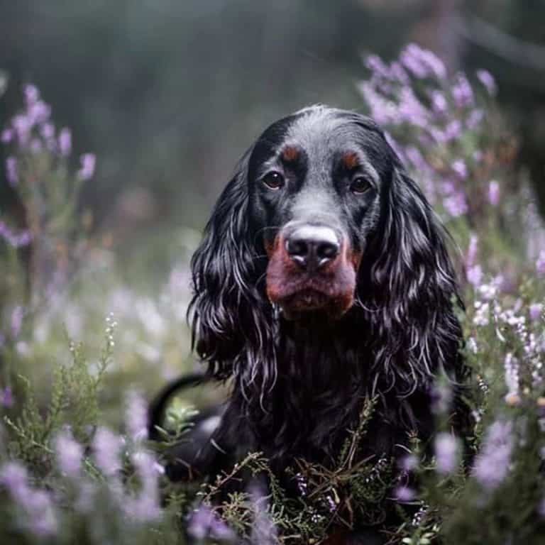 Irish Setter: Introducing the High-Energy Gun Dog with Charm - K9 Web