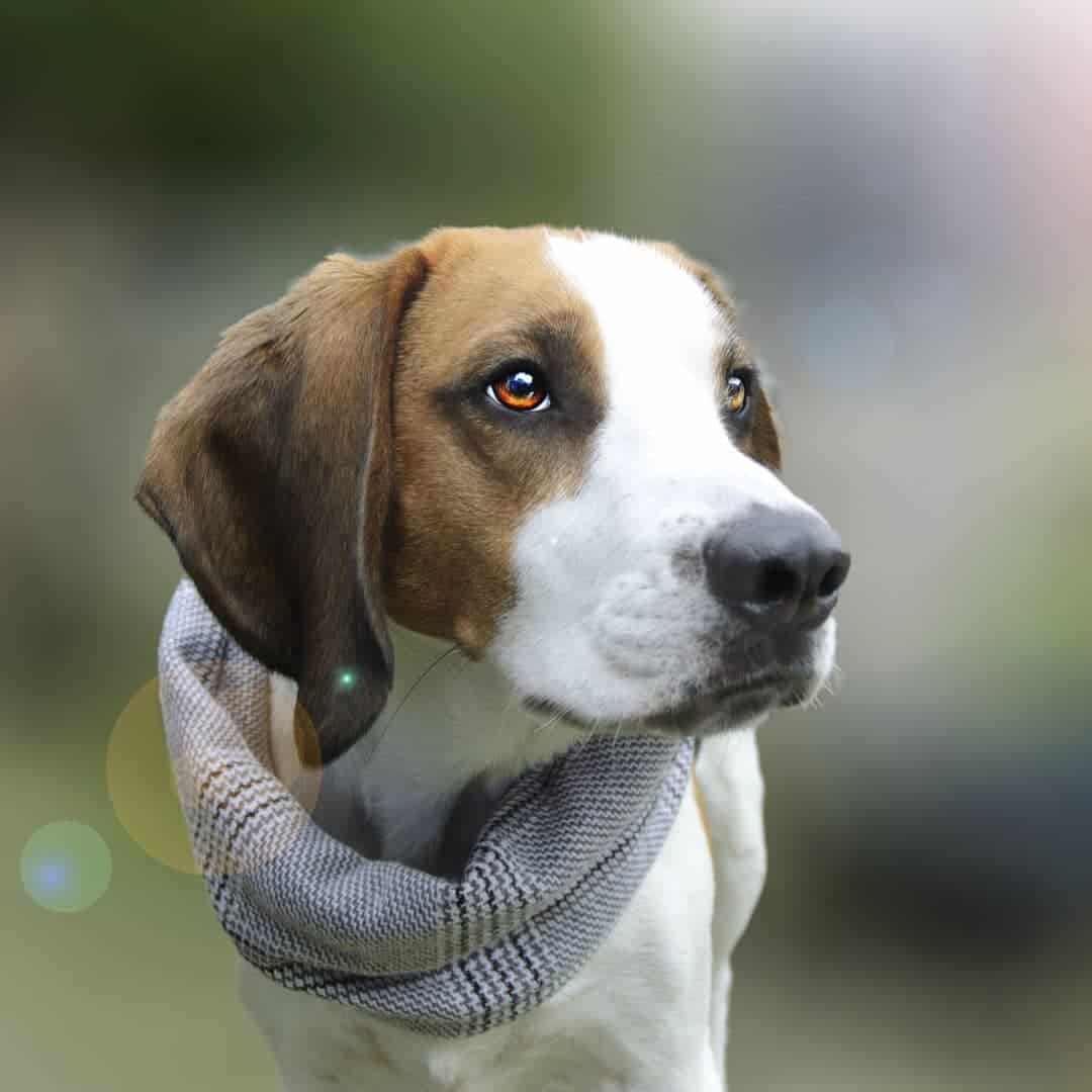 Harrier Dog: All you need to know about this working pack hound - K9 Web